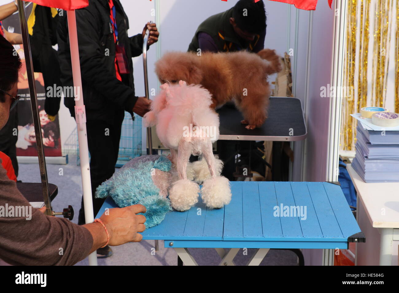 Pet Fed dog fair Stock Photo - Alamy