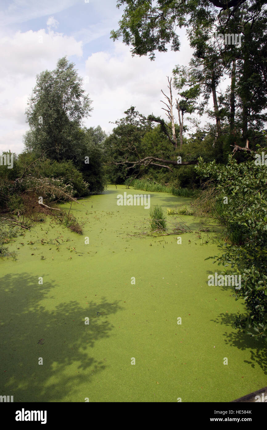Stagnant water with algae hi-res stock photography and images - Alamy