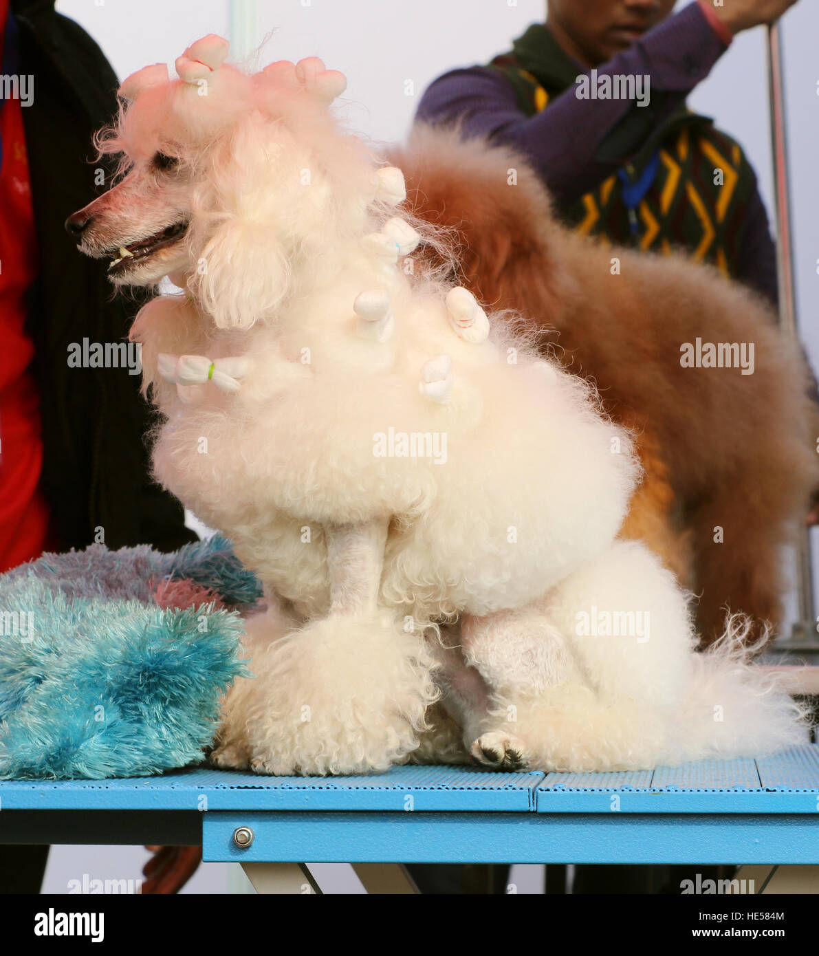 Pet Fed dog fair Stock Photo - Alamy