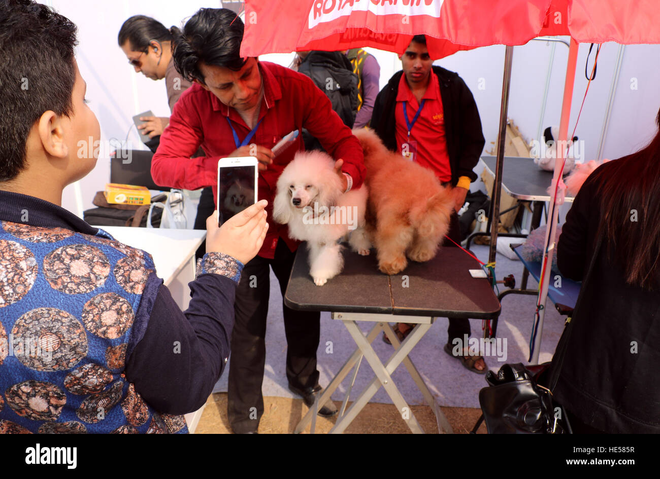 Pet Fed dog fair Stock Photo - Alamy