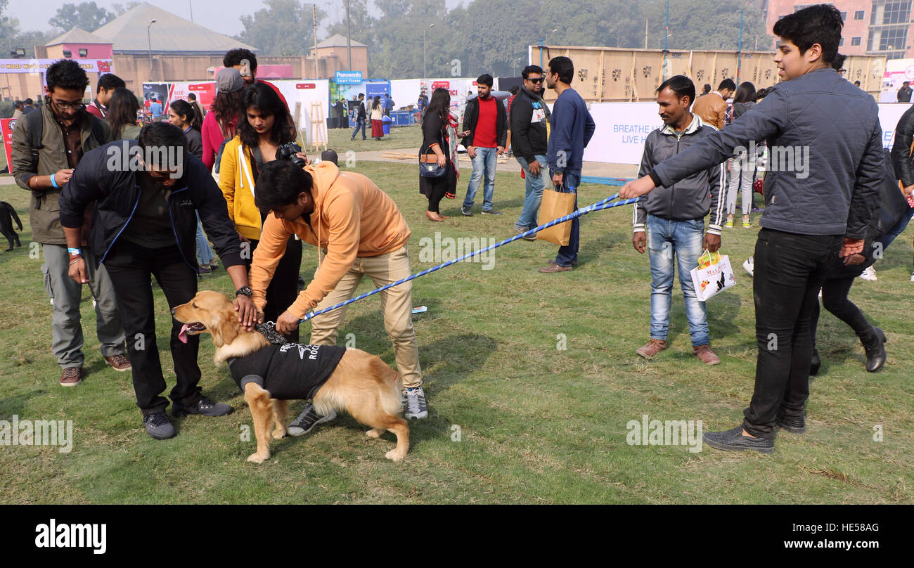 Pet Fed dog fair 2016 Stock Photo - Alamy