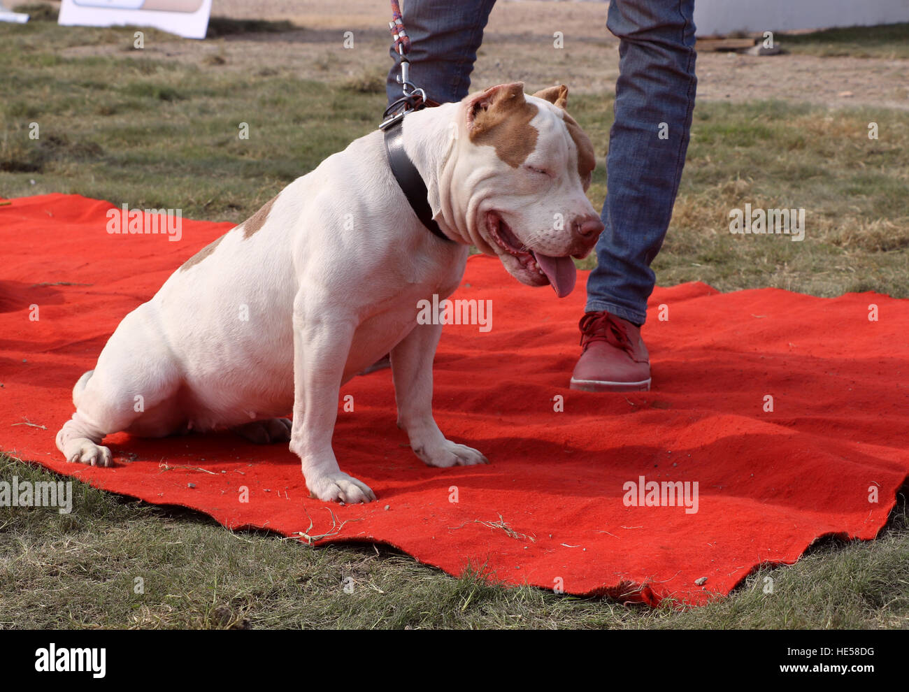 Pet Fed dog fair Stock Photo - Alamy