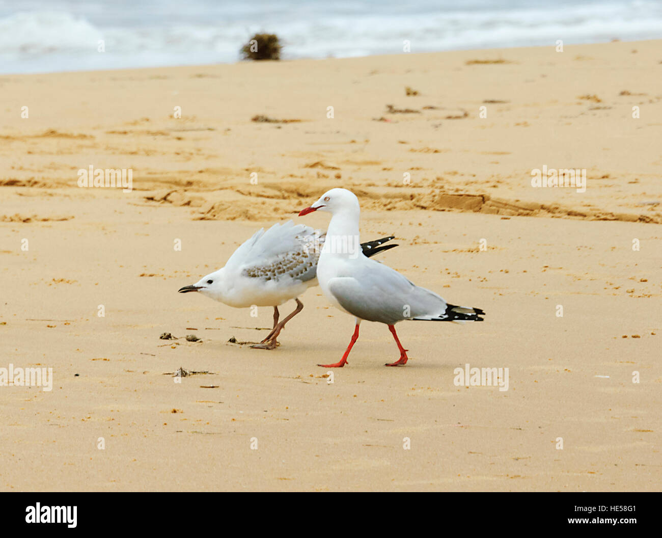 Australian immature silver gulls larus novaehollandiae hi-res stock ...