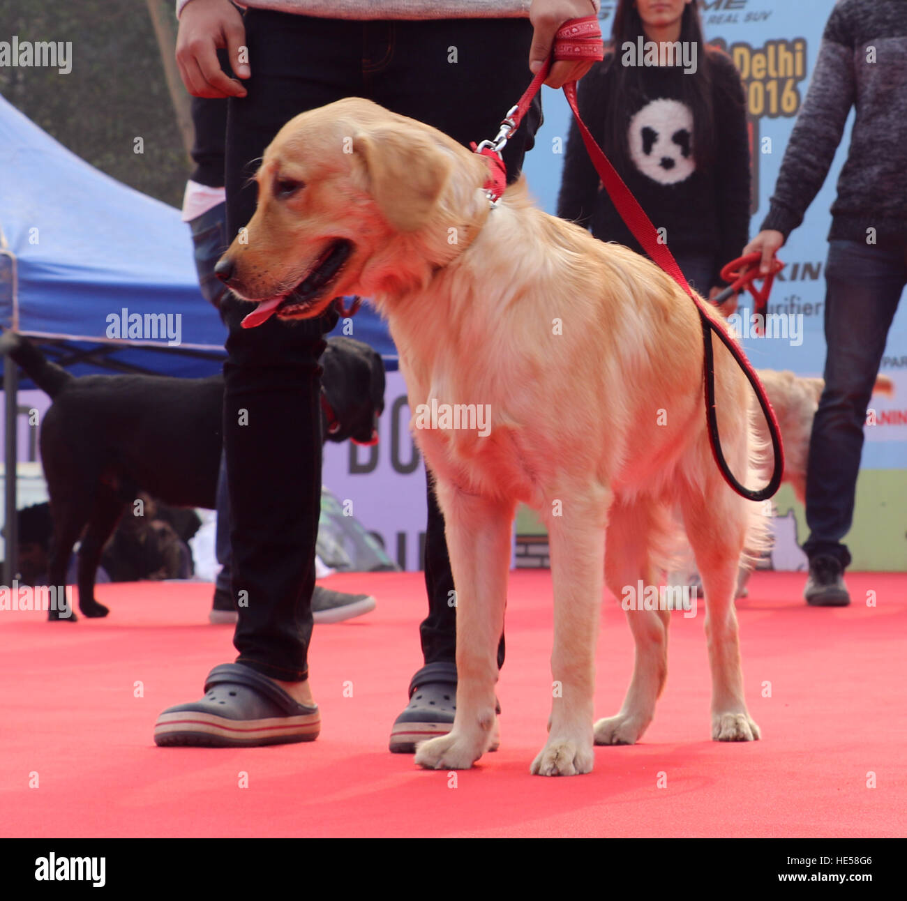 Pet Fed dog fair Stock Photo - Alamy