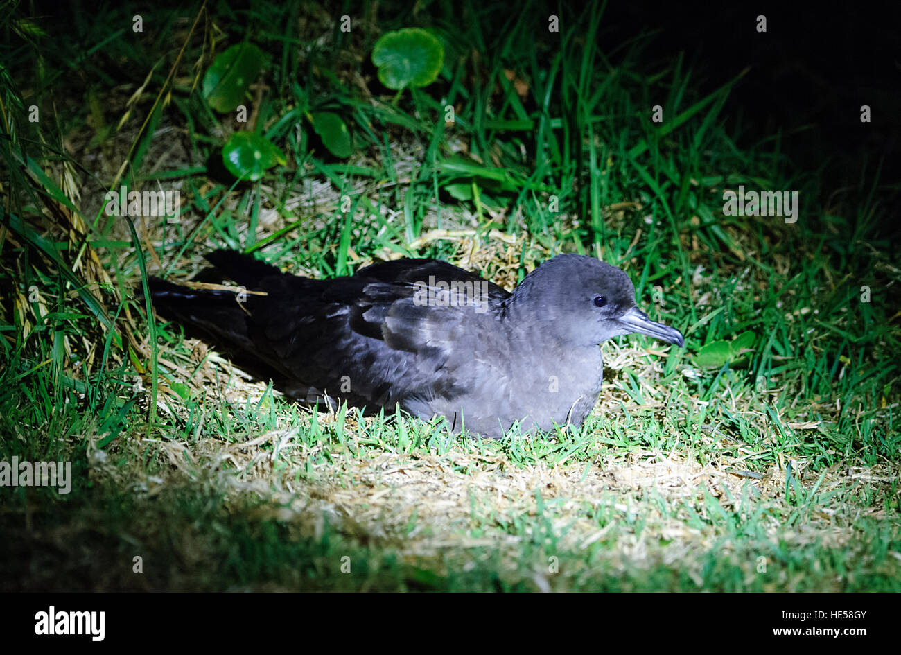 Muttonbirds hi-res stock photography and images - Alamy