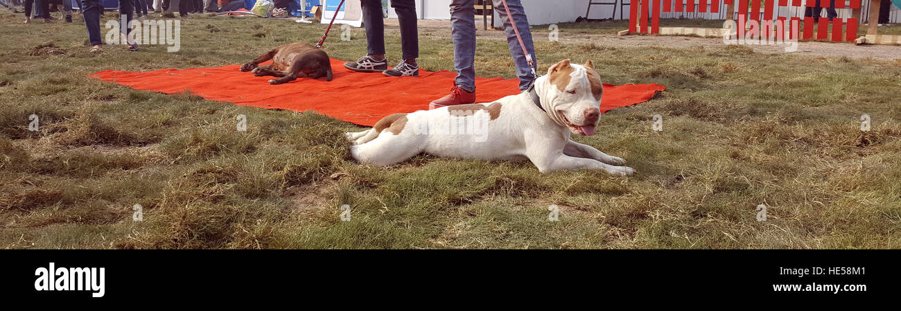 Pet Fed dog fair Stock Photo - Alamy
