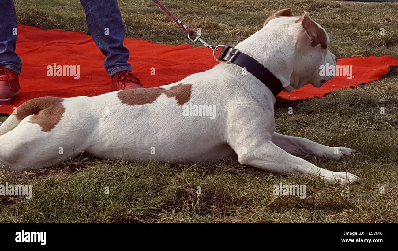 Pet Fed dog fair Stock Photo - Alamy
