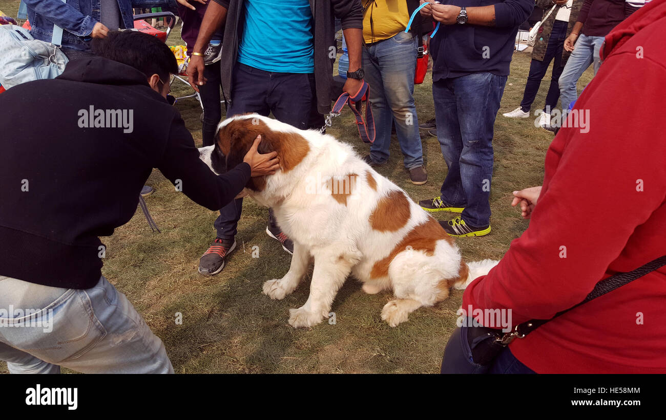Pet Fed dog fair Stock Photo - Alamy
