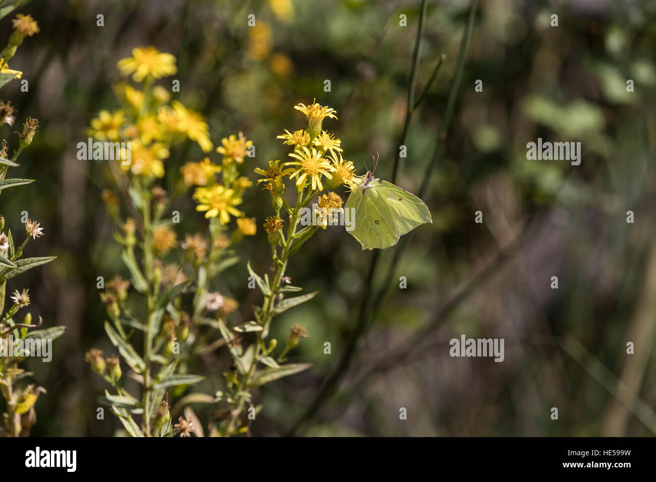 Castelvecchio nature reserve hi-res stock photography and images - Alamy