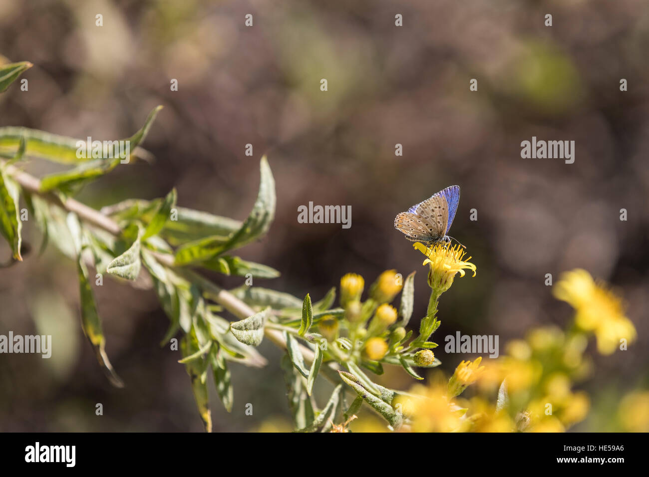 Common blue Butterflies at the Tuscan nature reserve of Castelvecchio ...