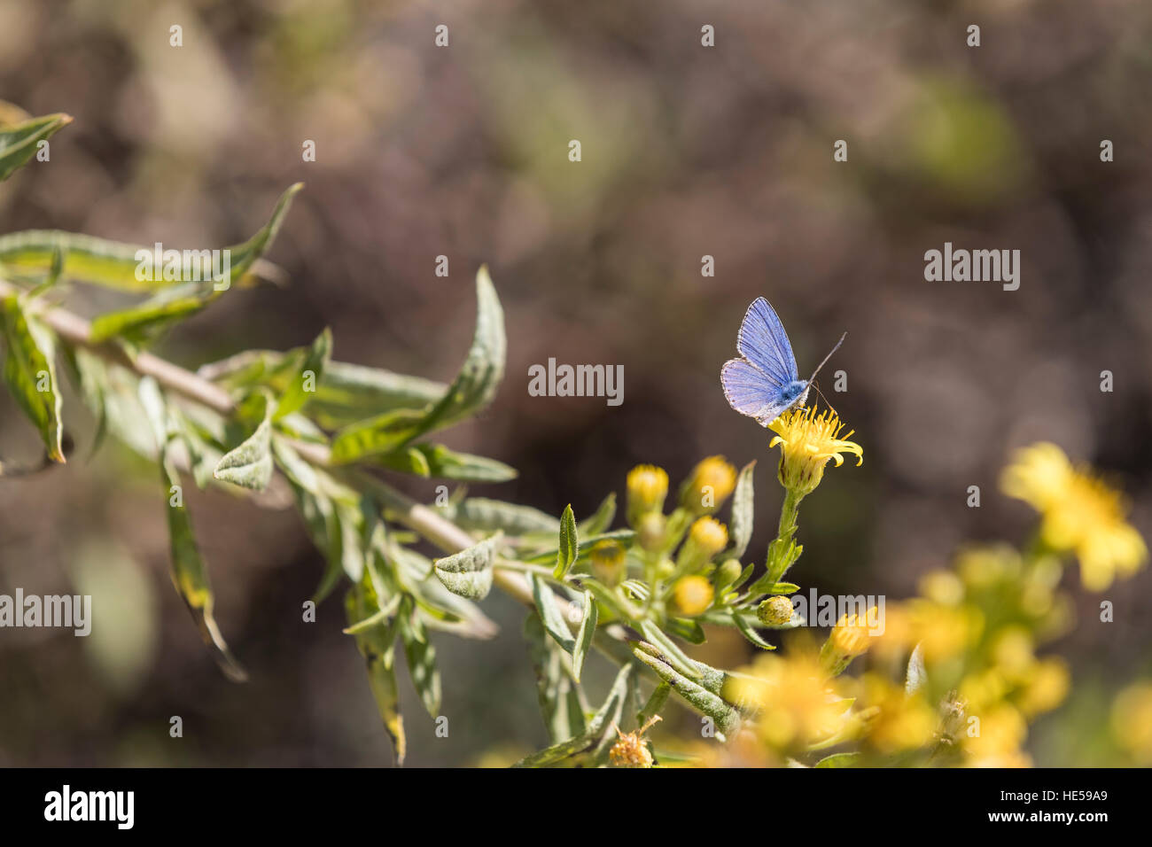 Common blue Butterflies at the Tuscan nature reserve of Castelvecchio ...