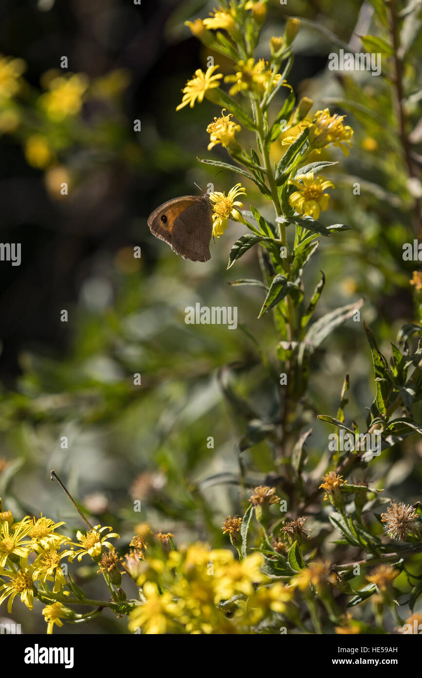 Gatekeeper Butterflies at the Tuscan nature reserve of Castelvecchio ...