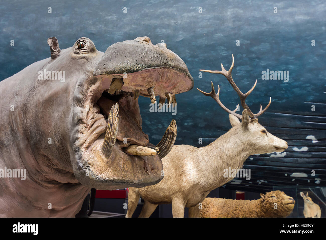 Hippopotamus model at the Natural History Museum, London Stock Photo ...