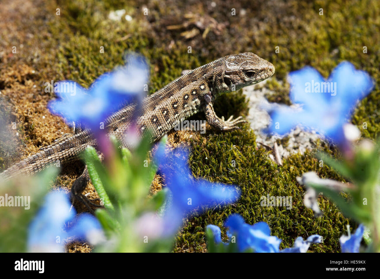 Female garden lizard hi-res stock photography and images - Alamy