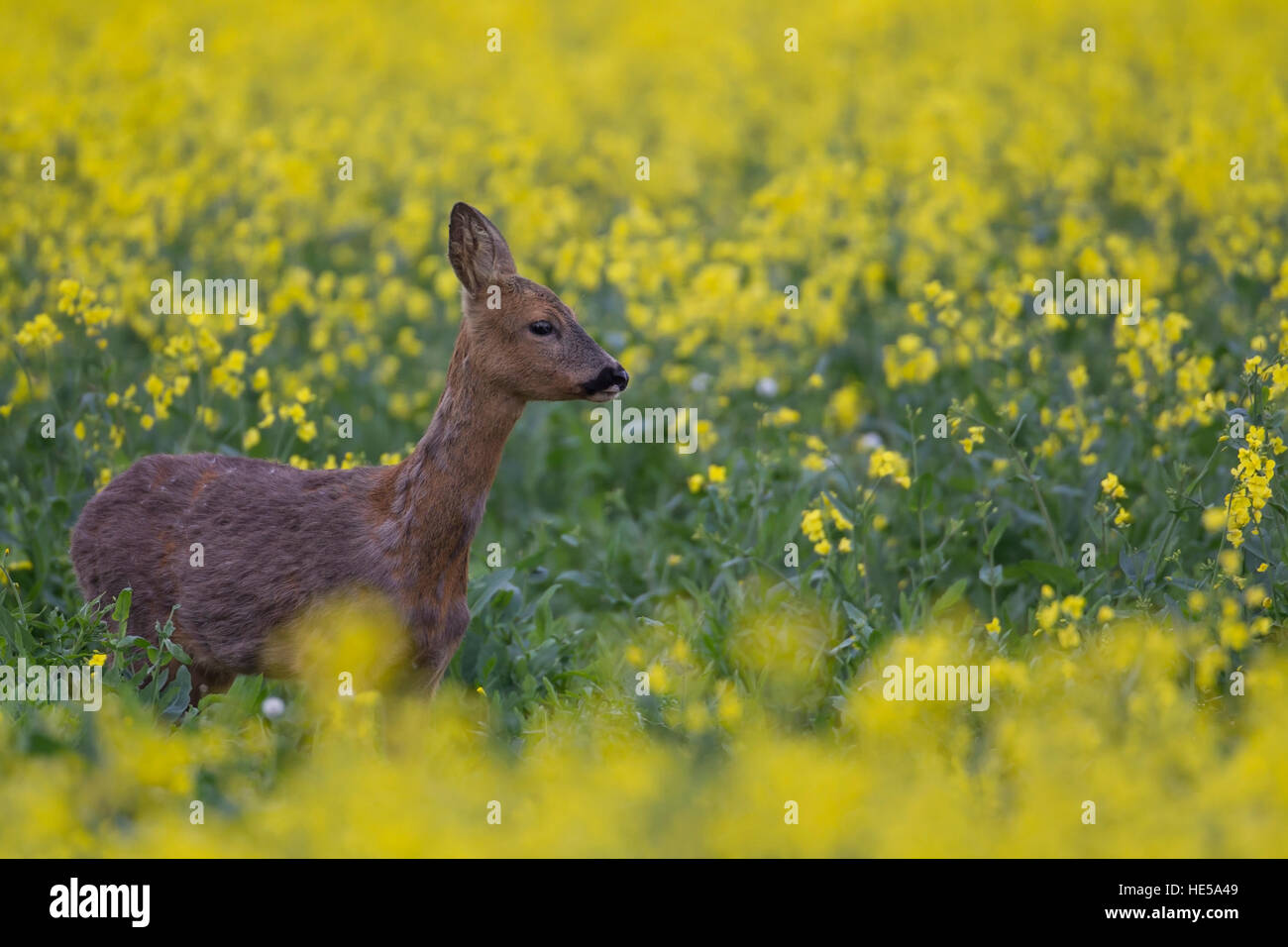 Roe deer Capreolus capreolus in a flowering oilseed rape field Stock ...