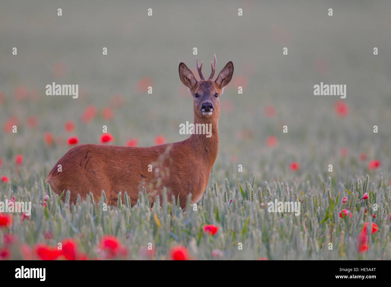 Roe deer Capreolus capreolus in a poppy field Stock Photo - Alamy