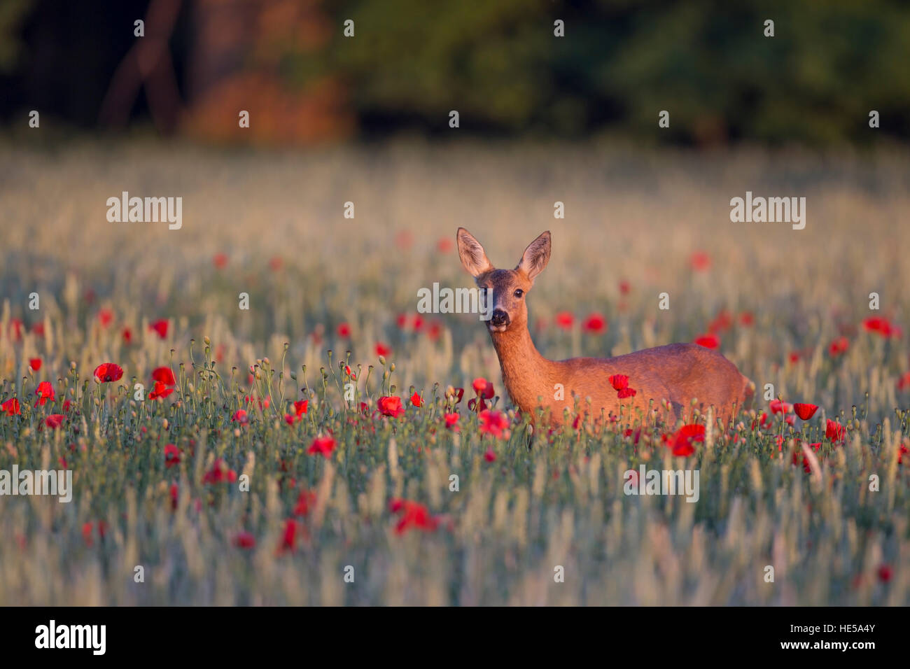 Roe deer Capreolus capreolus in a poppy field Stock Photo - Alamy