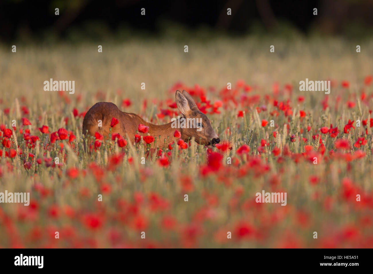Roe deer Capreolus capreolus in a poppy field Stock Photo - Alamy