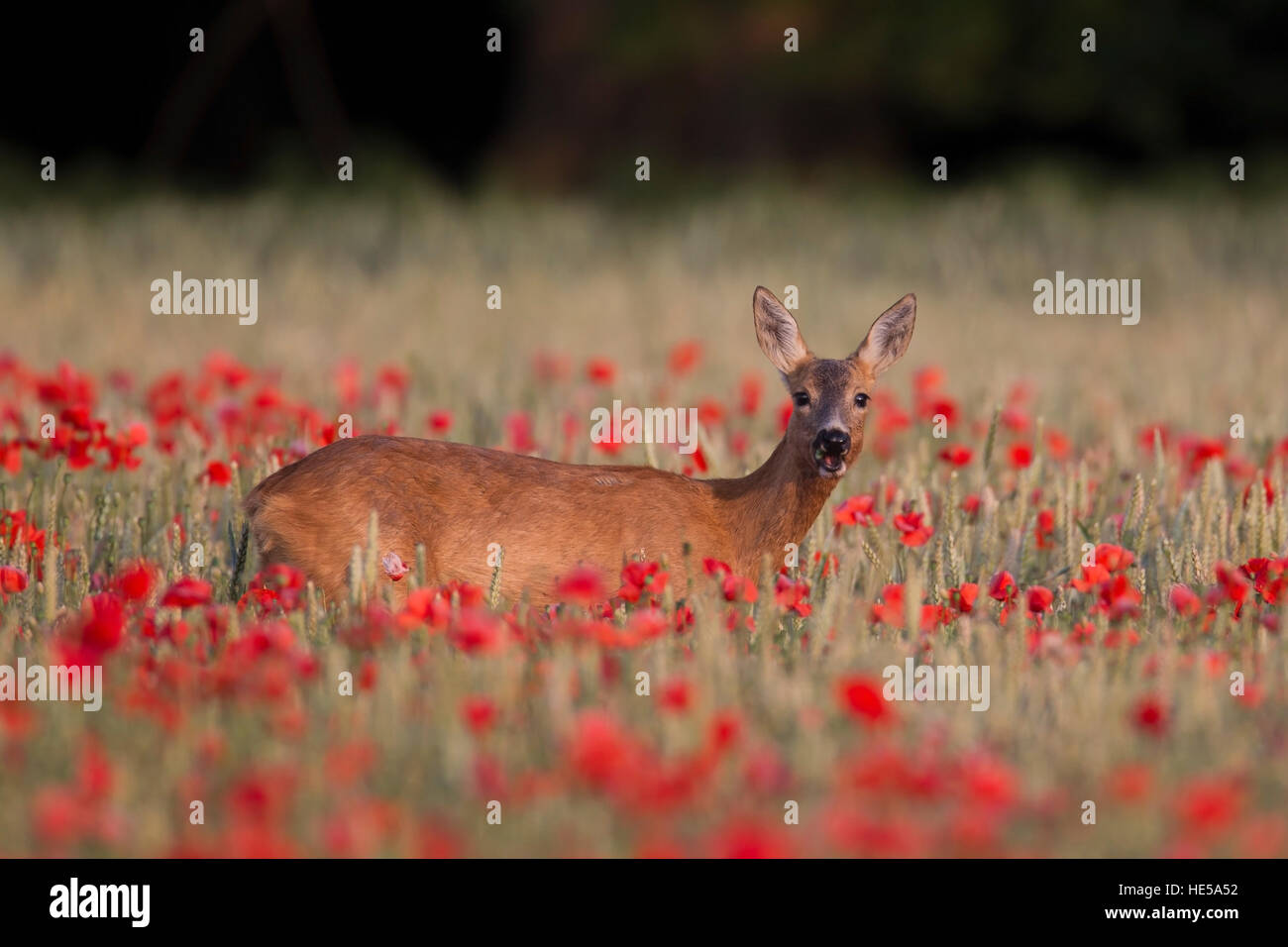 Roe deer Capreolus capreolus in a poppy field Stock Photo - Alamy