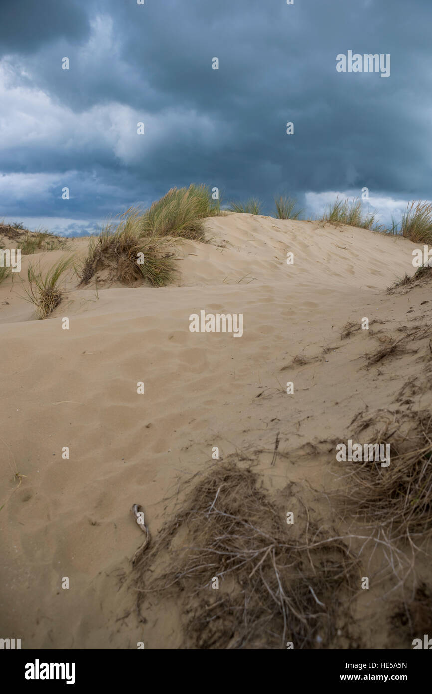 Dune system of Bray Dunes, Dunkirk, France Stock Photo - Alamy