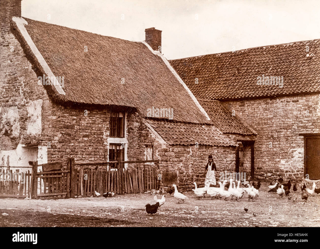 Farmyard chickens hi-res stock photography and images - Alamy