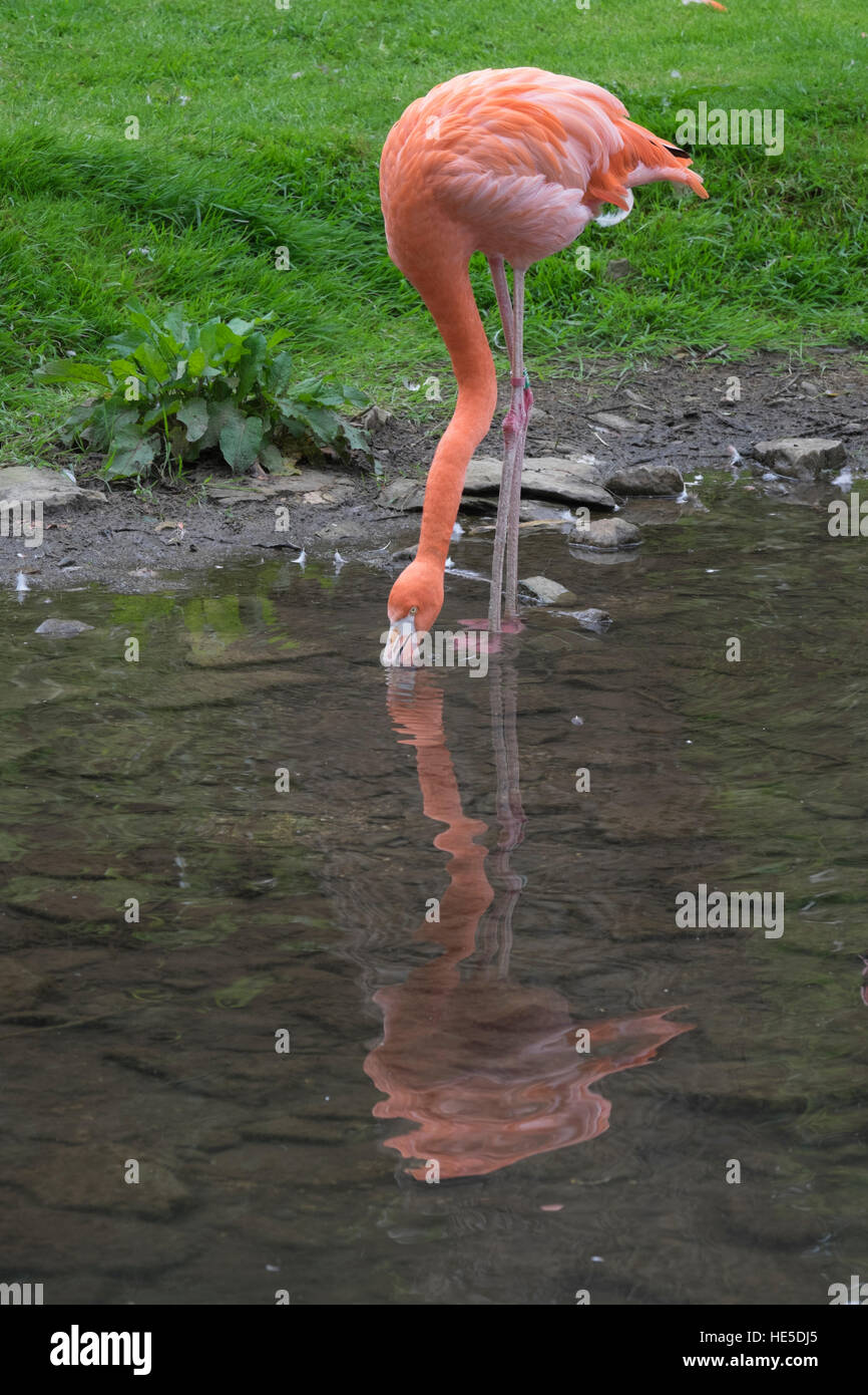 Flamingos at Slimbridge Wetland Centre in Gloucestershire,England Stock ...