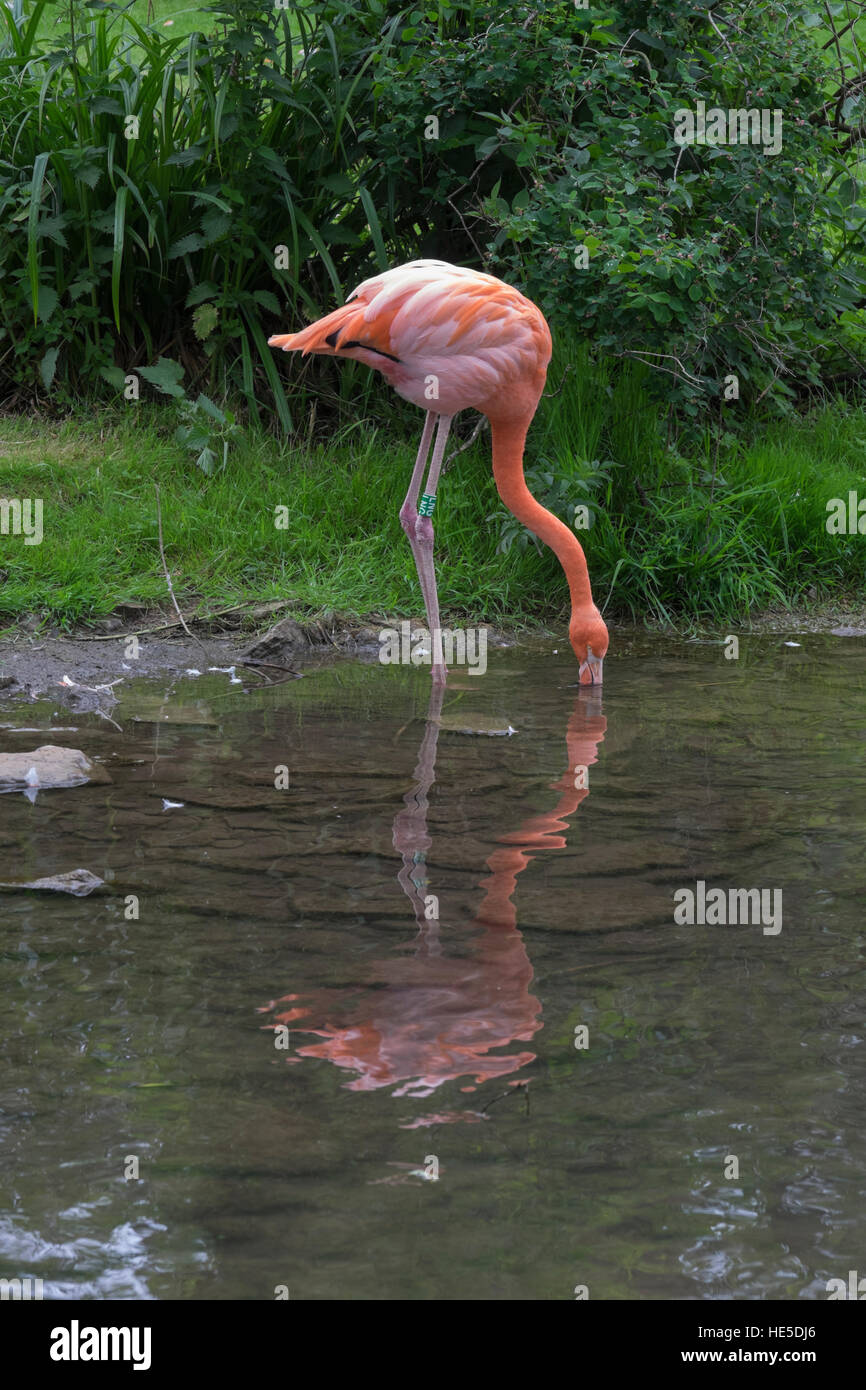 Flamingos at Slimbridge Wetland Centre in Gloucestershire,England Stock ...