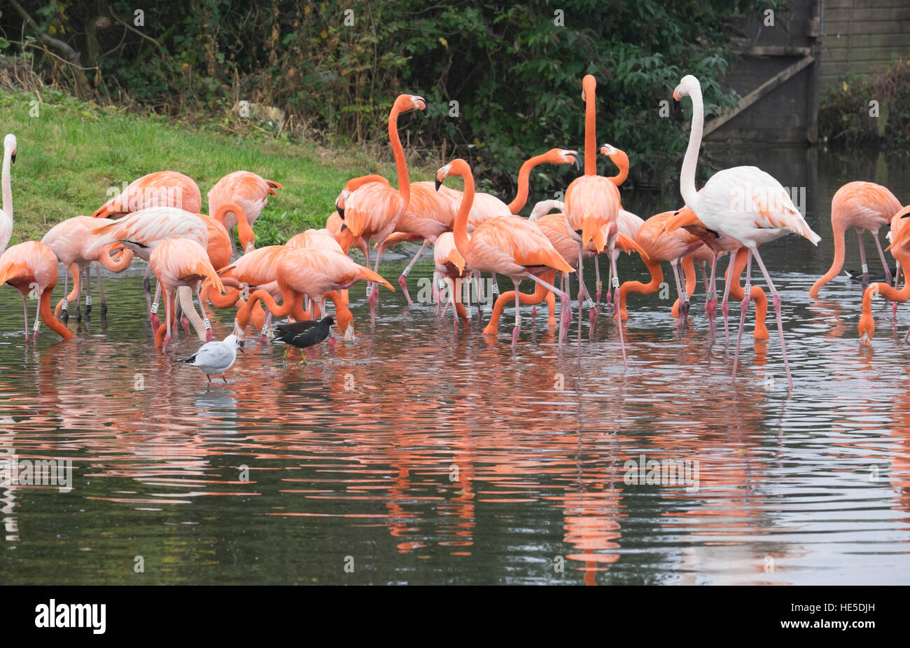 Flamingos at Slimbridge Wetland Centre in Gloucestershire,England Stock ...
