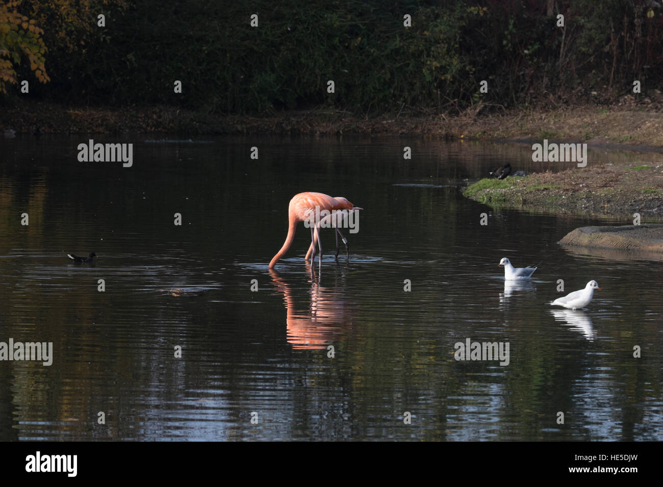 Flamingos at Slimbridge Wetland Centre in Gloucestershire,England Stock ...
