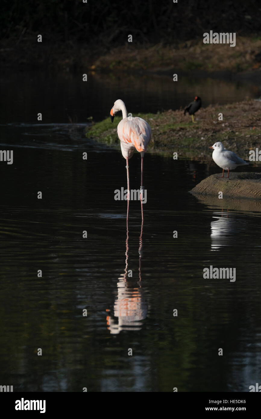 Flamingos at Slimbridge Wetland Centre in Gloucestershire,England Stock ...