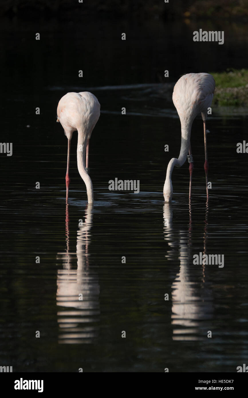 Flamingos at Slimbridge Wetland Centre in Gloucestershire,England Stock ...