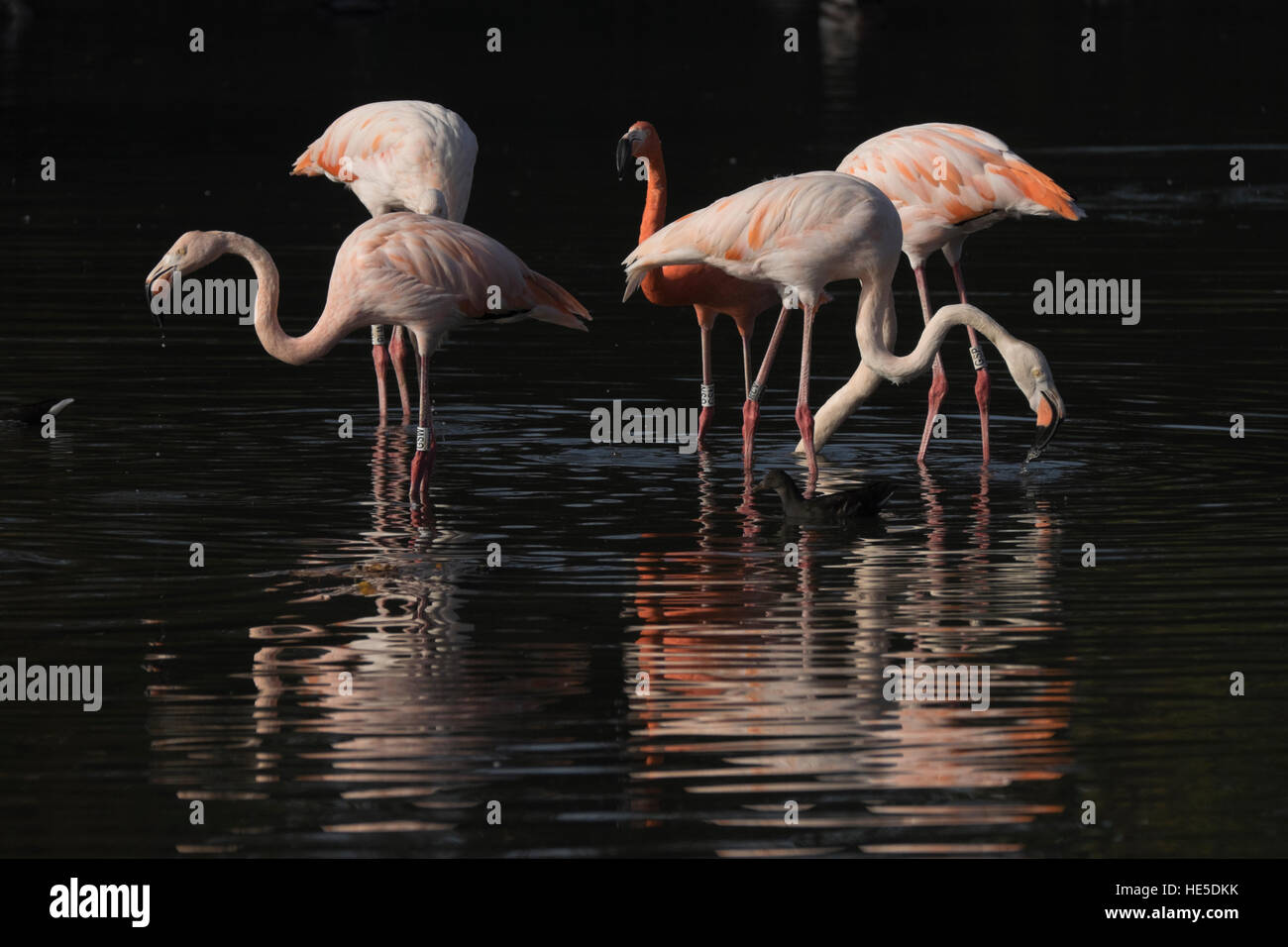 Flamingos at Slimbridge Wetland Centre in Gloucestershire,England Stock ...
