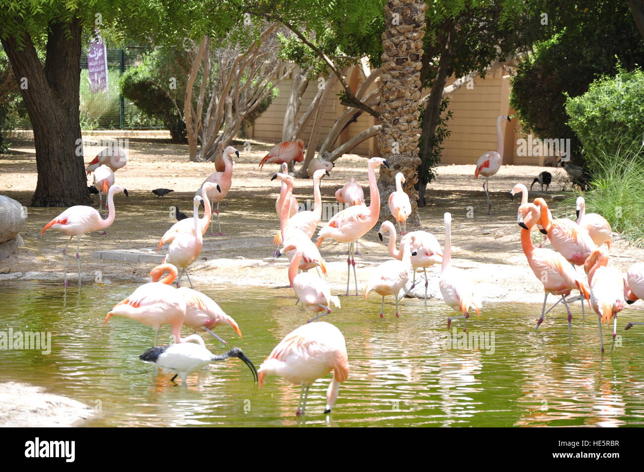 Flamingo tree hi-res stock photography and images - Alamy