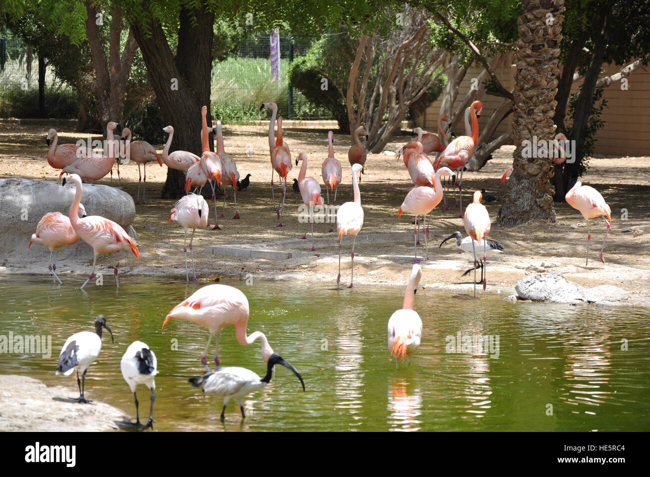 Al Ain Zoo United Arab Emirates Pink Flamingo Trees Pond Rocks Stock ...