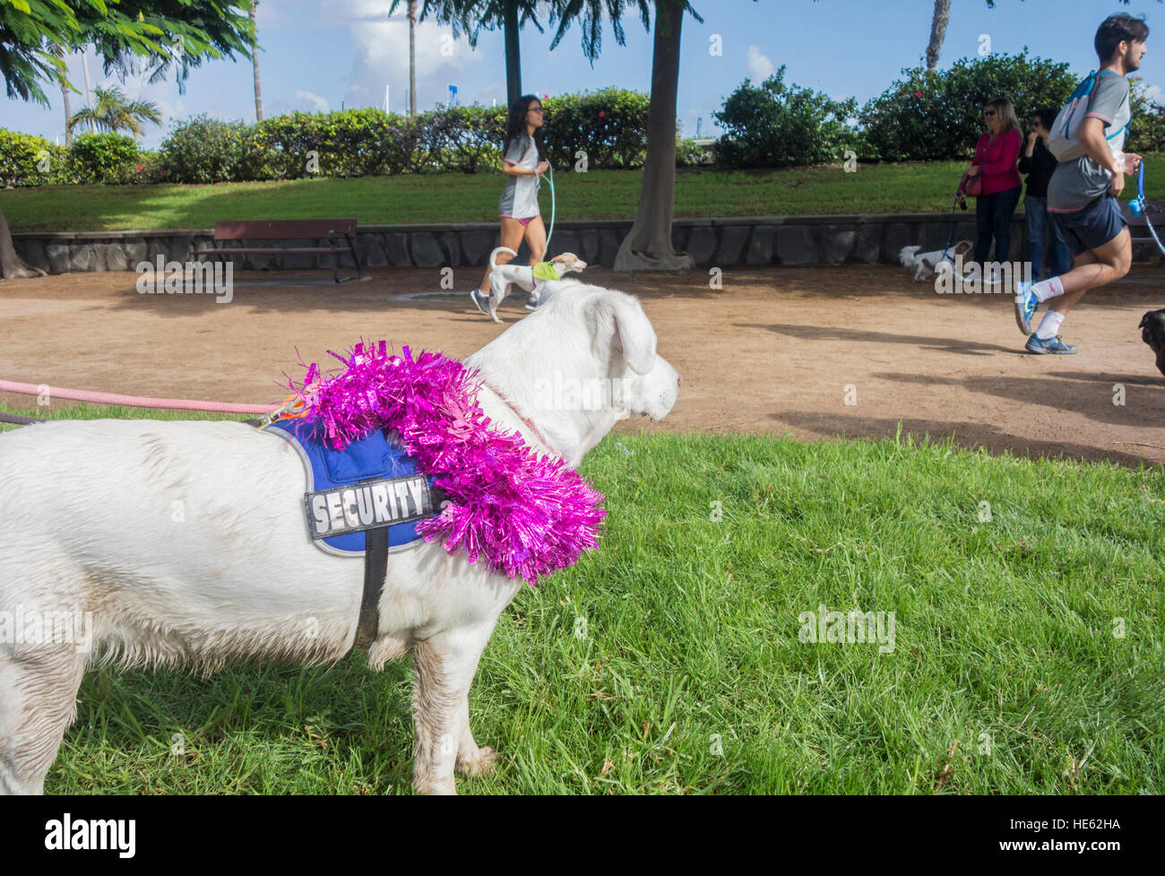 Dog in fancy dress with security on harness Stock Photo - Alamy