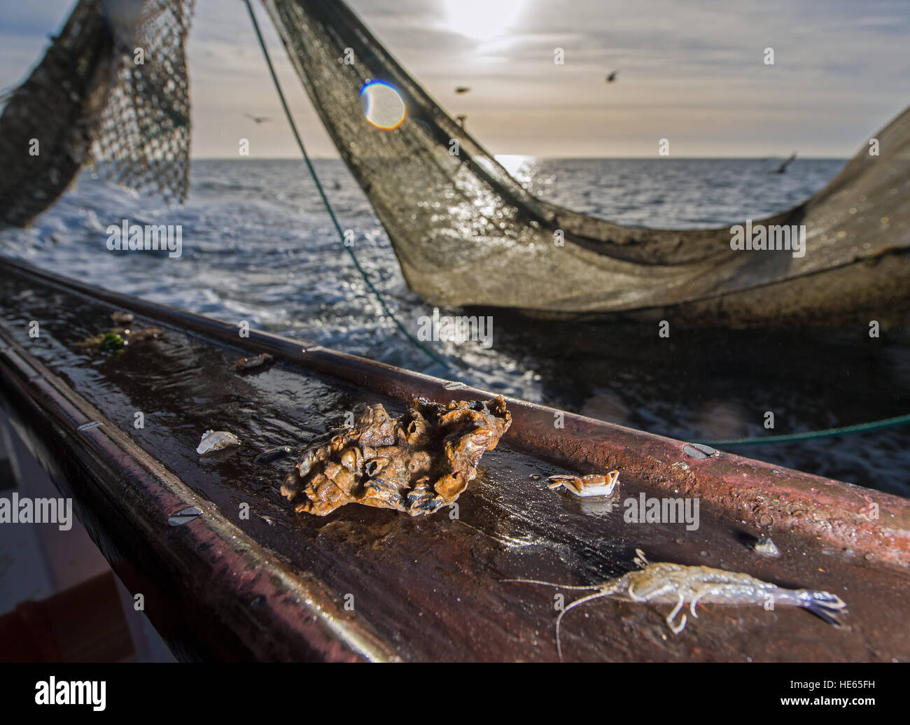 A Pacific giant oyster is part of the bycatch on the railing of the ...