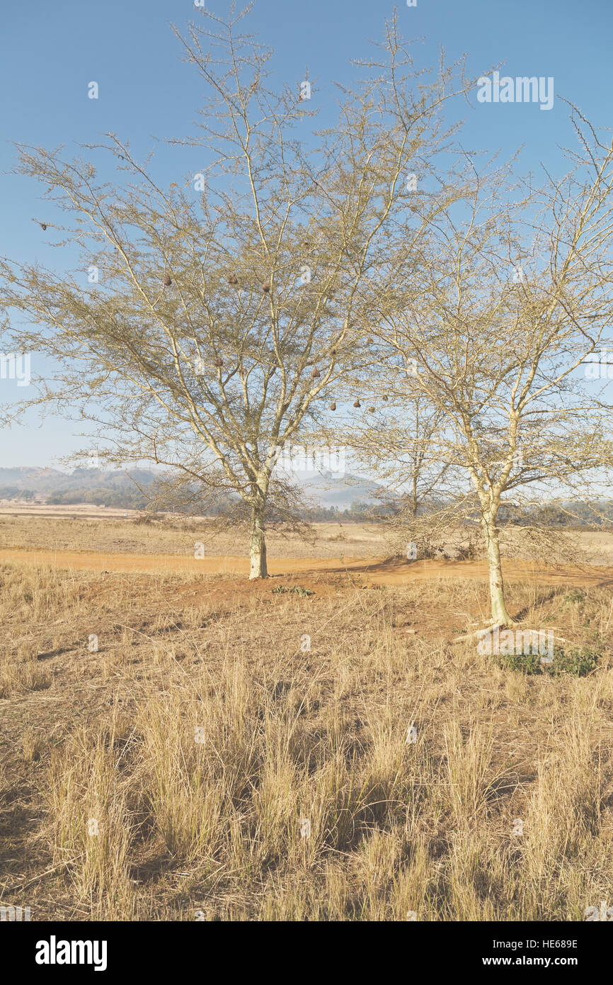blur in swaziland mlilwane wildlife nature reserve mountain and tree ...