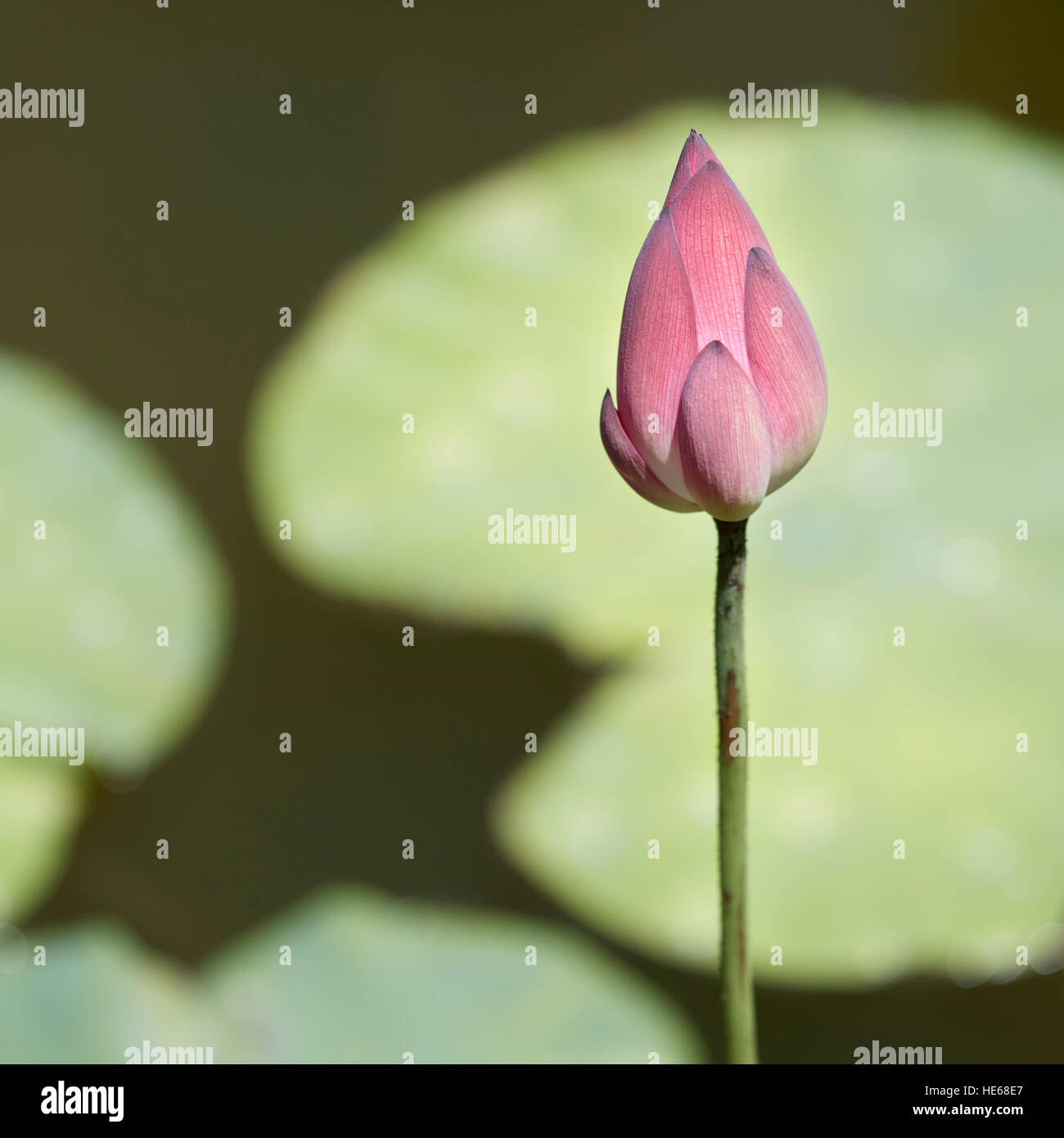 Pinkish lotus hi-res stock photography and images - Alamy