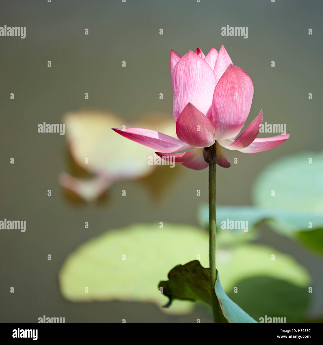 Close up of a lotus flower. Hue, Vietnam Stock Photo - Alamy
