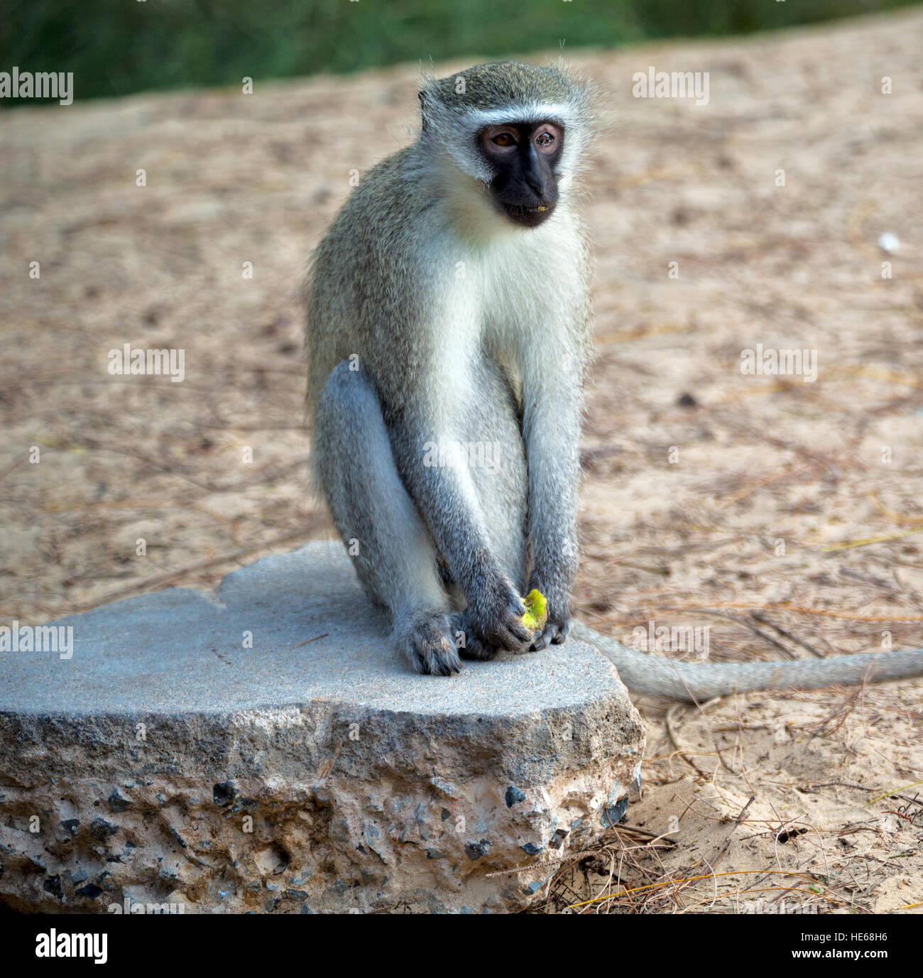 blur in south africa kruger wildlife nature reserve and wild monkey ...