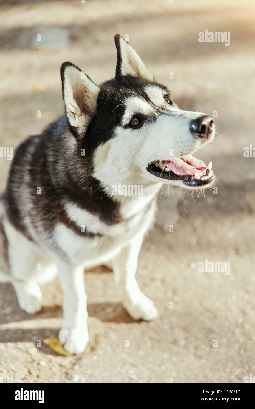 Portrait Husky dog with a smile Stock Photo - Alamy