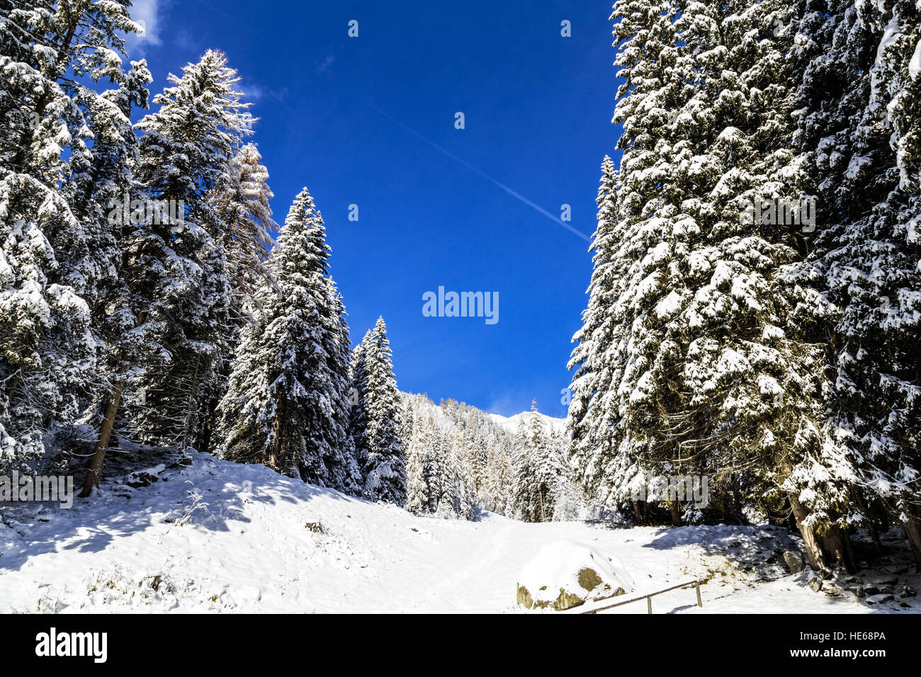 wood full of snow in the italian alps Stock Photo - Alamy