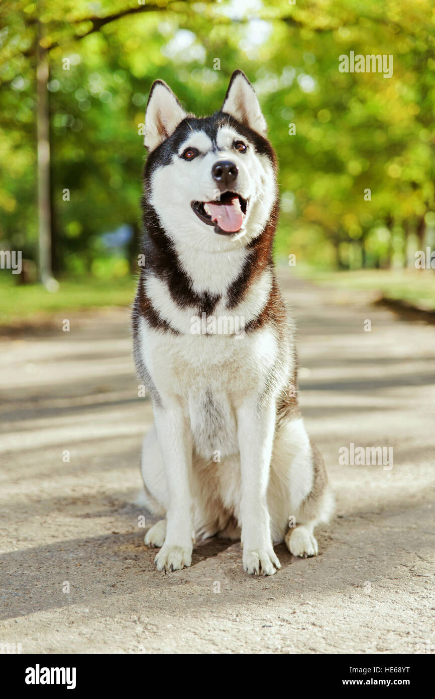 Portrait Husky dog with a smile Stock Photo - Alamy