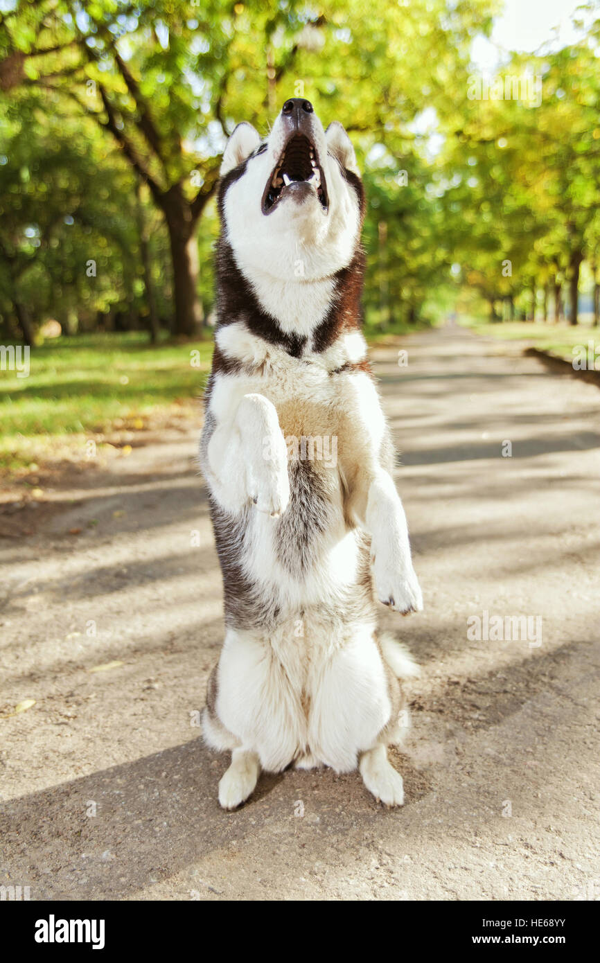 Dog standing on two legs hi-res stock photography and images - Alamy