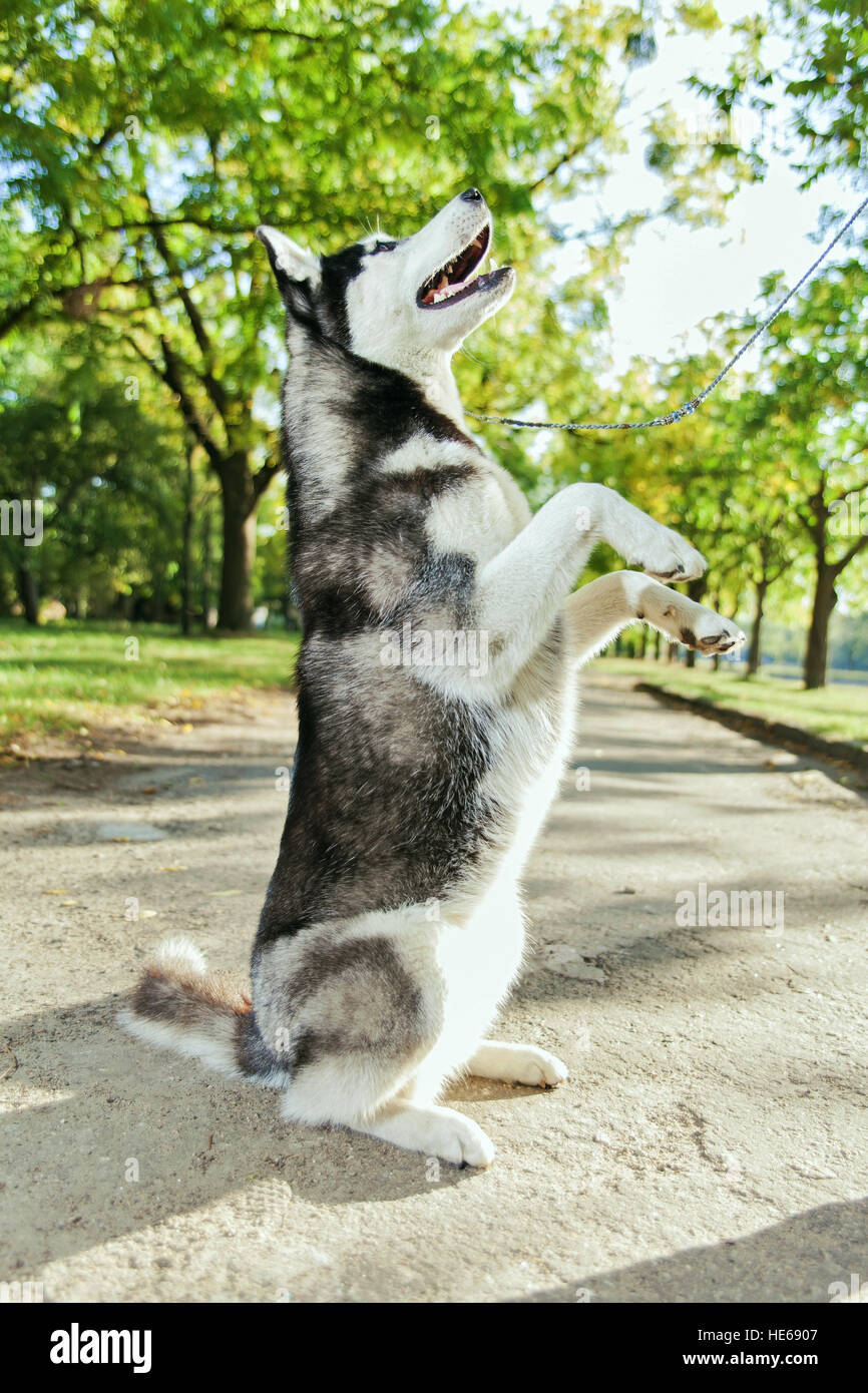 The gray husky dog standing on two legs Stock Photo - Alamy