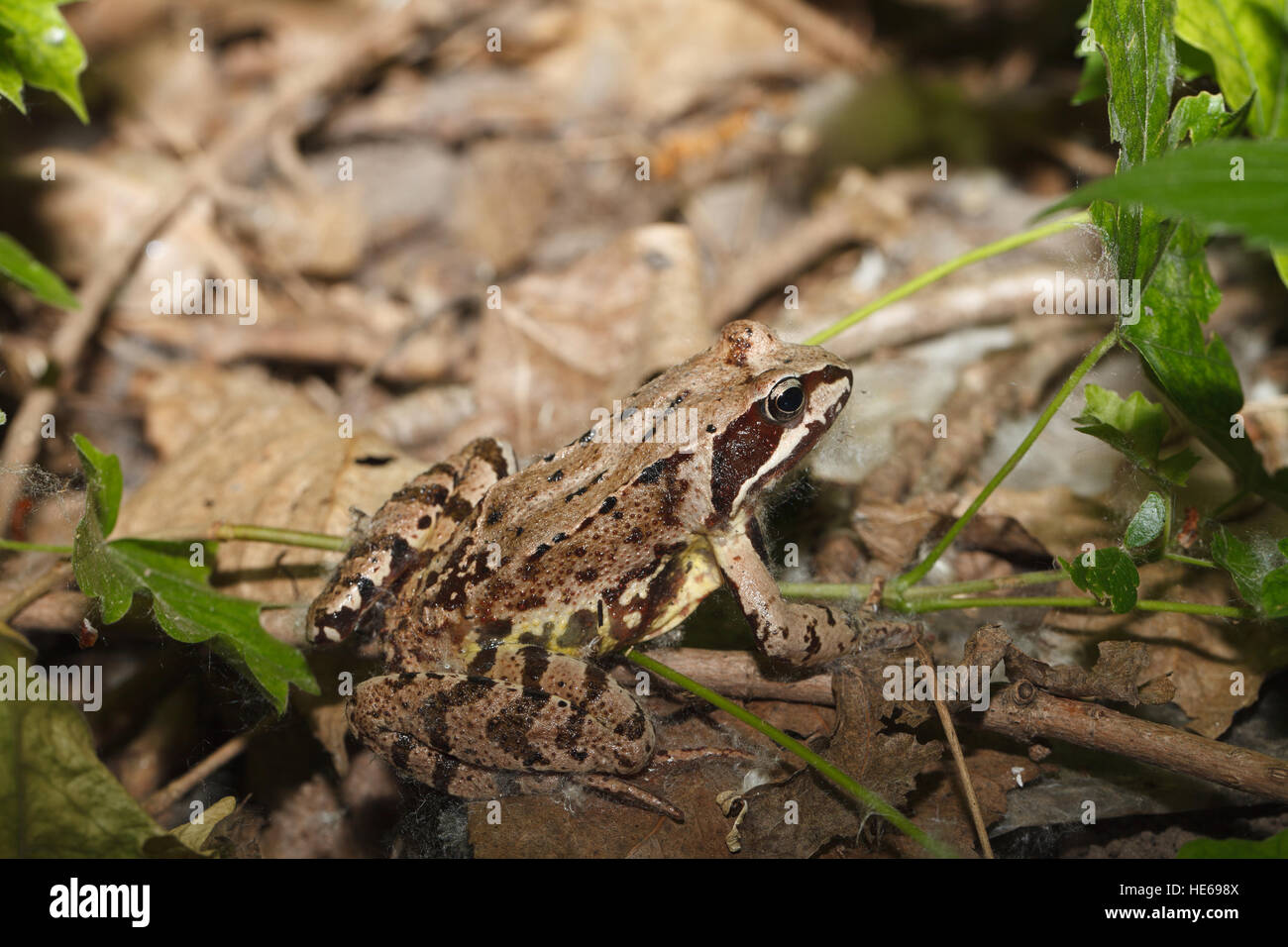 Frog closeup hi-res stock photography and images - Alamy