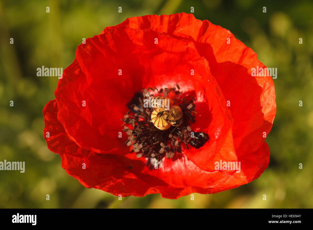One blooming red poppy macro on the field. horizontal Stock Photo - Alamy