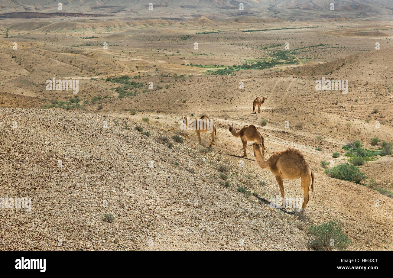 Israel wildlife hi-res stock photography and images - Alamy