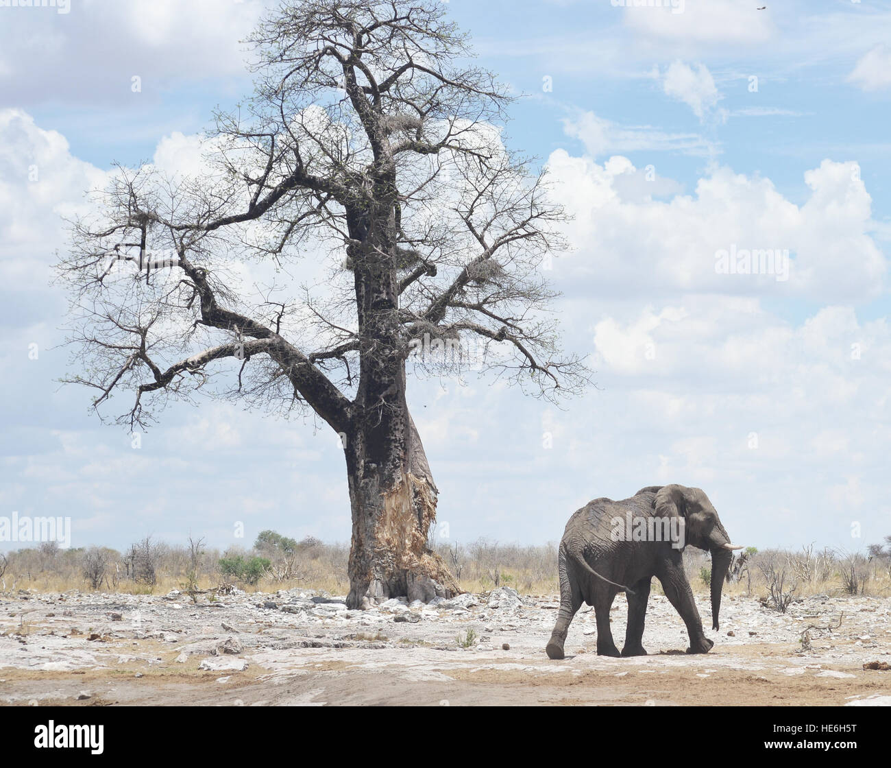 African elephant tree bark hi-res stock photography and images - Alamy