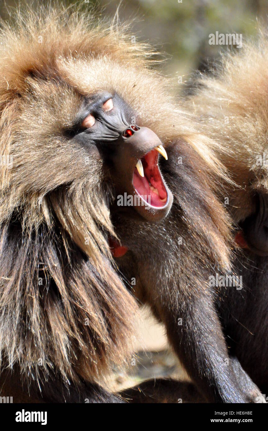 Gelada Baboon showing teeth in Ethiopia, Africa Stock Photo - Alamy